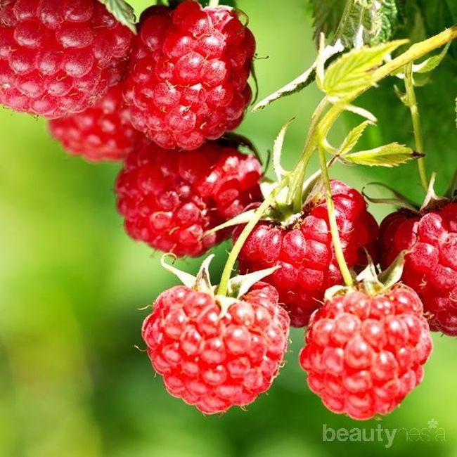 Buah Raspberry Bagus Banget Buat Kecantikan Lho! Kok Bisa?