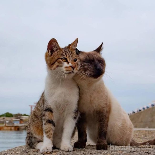 Tak Hanya Tashirojima Jepang, Ternyata Indonesia Juga Punya Pulau Kucing!
