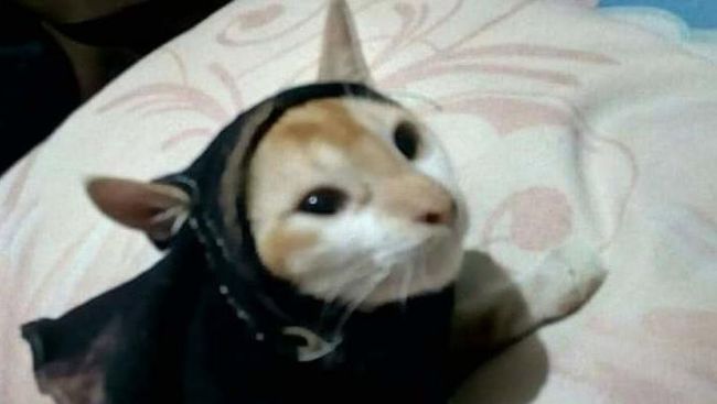 Viral, Ada Toko Online Penjual Jilbab dan Peci Khusus Kucing