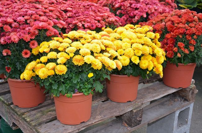 Tips Menanam Bunga Krisan agar Tumbuh Cantik