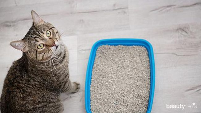 Ini Alasan Kucing Peliharaan Enggan Buang Air di Tempat yang Sudah ...