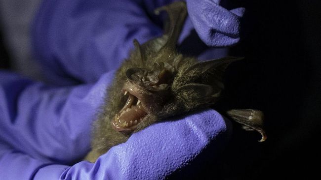 Unique Mating Behavior Of Bats Non Penetrative Sex And Oversized