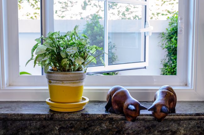 5 Rekomendasi Tanaman Hias Daun Hijau Putih yang Unik & Perindah Rumah