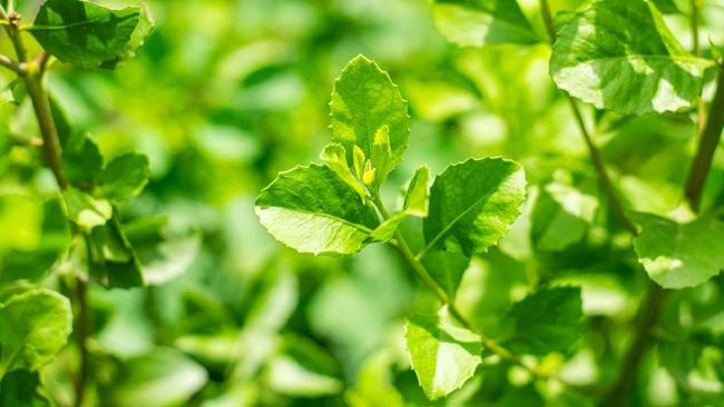 Mengenal Daun Beluntas dan Manfaatnya untuk Kesuburan Wanita