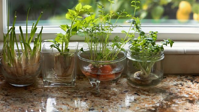 Jadi Hobi Baru, 5 Sisa Sayur Ini Bisa Bunda Tanam Ulang