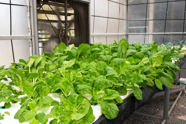 10 Cara Menanam Sayuran Hidroponik di Dalam Ruangan