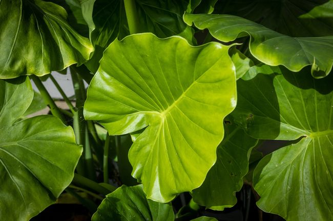 Mengenal Tanaman Hias Lompong, Cantik dan Kaya Manfaat untuk Kesehatan