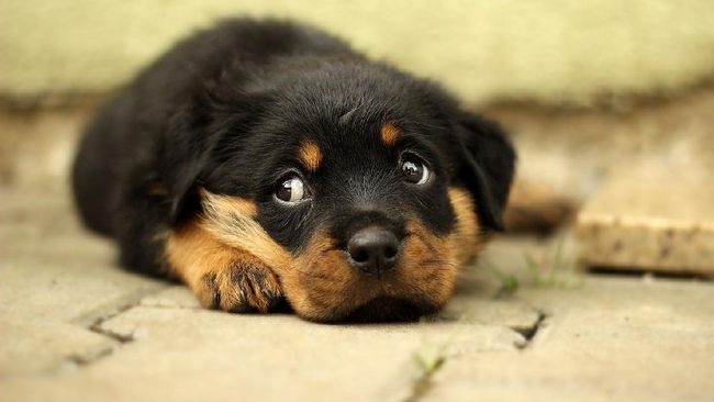 Punya Muka Sangar, 5 Jenis Anjing Ini Cocok Buat Jaga Rumah