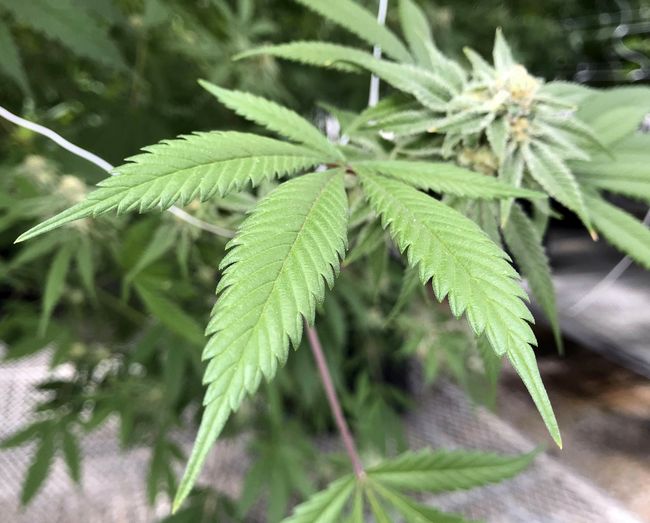 Heboh Temuan Permen Mengandung Ganja, Anak-Anak Mendadak Sakit