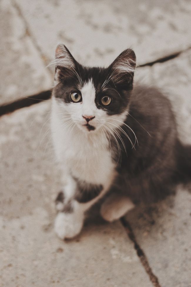 Bukan Kucing Oren, Ini Dia "Tuxedo Cat", Kucing Paling Jenius di Dunia