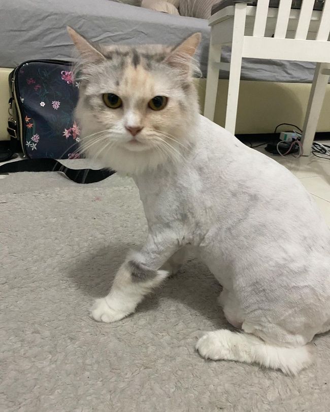 Manfaat Metode Lion Cut Untuk Kesehatan Kucing