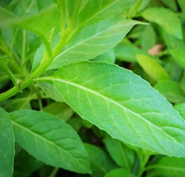Khasiat Mujarab Daun Sambung Nyawa untuk Kesehatan
