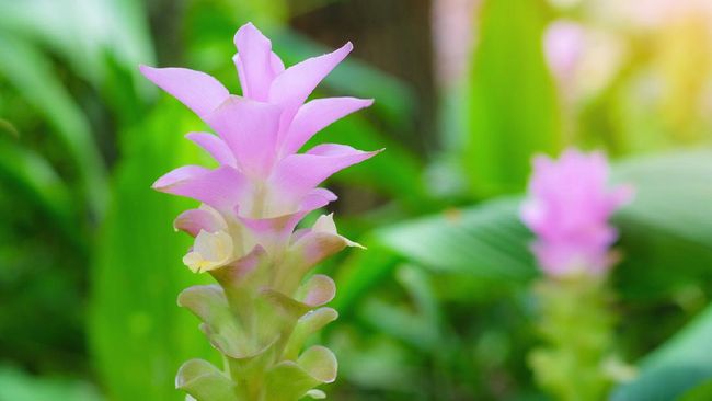 Tips Menanam Temu Ireng Sebagai Tanaman Hias, Cantik Plus Berkhasiat