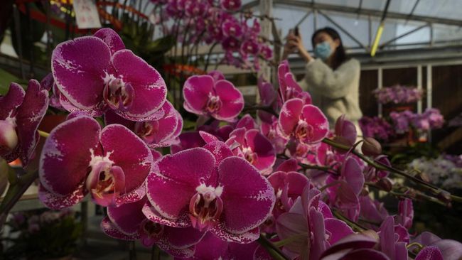 4 Tips Cara Mudah Menanam dan Merawat Bunga Anggrek di Rumah