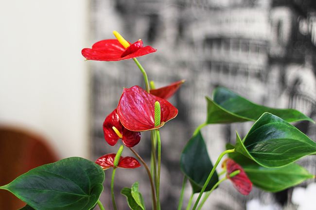 Tanaman Hias Anthurium Warna Merah, Hiasan Wajib Saat Imlek