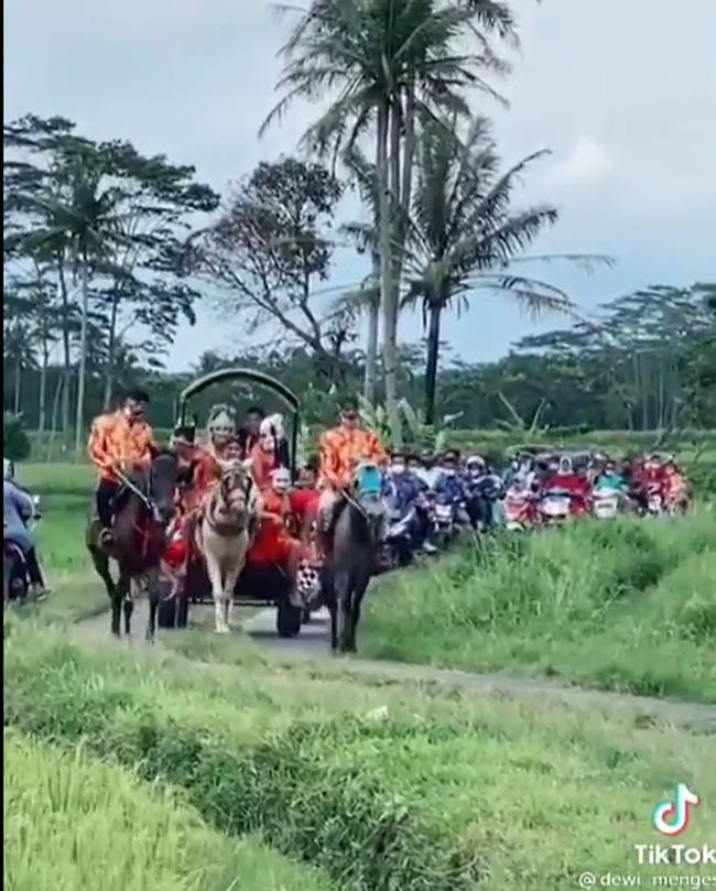 Unik Bun! Arak-arakan Pengantin Naik Kereta Kuda Lintasi Sawah Unik Bun! Arak-arakan Pengantin Naik Kereta Kuda Lintasi Sawah
