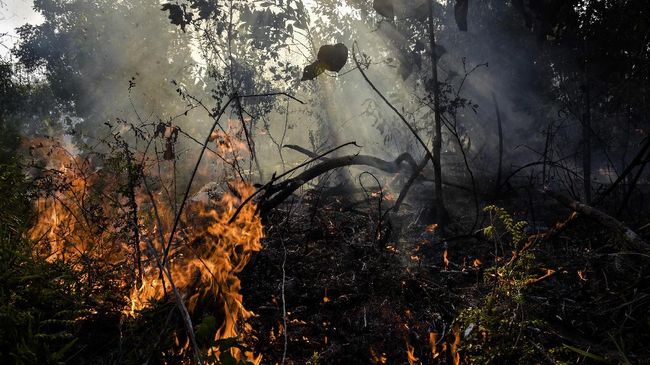 472 Hektare Lahan Di Sumsel Terbakar Lebih Luas Dari Karhutla 2021