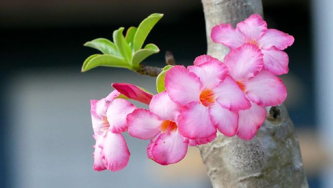 5 Jenis Tanaman Hias Bunga Adenium, Ada yang Tumbuh di Alam Liar Bun