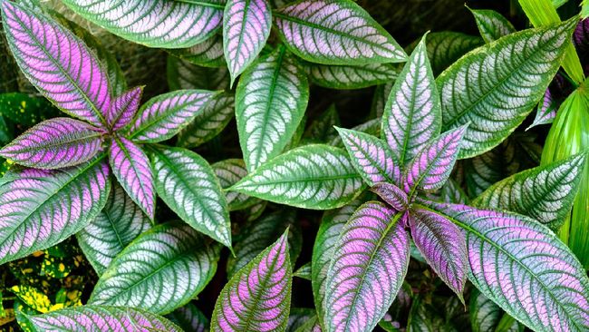 7 Tanaman Hias Indoor Warna-warni, Daunnya Putih hingga Ungu