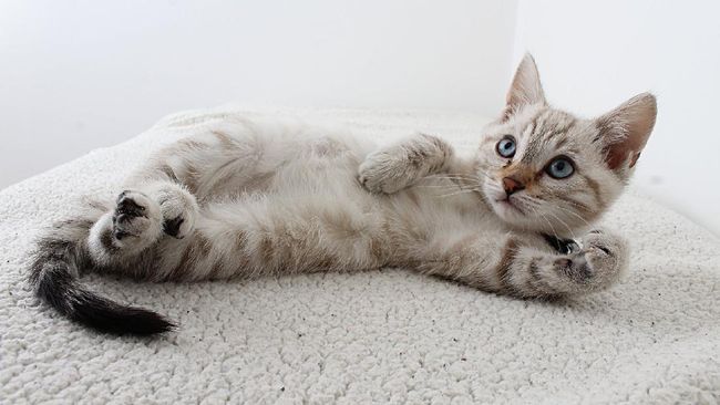 Karakter Kucing Terbagi Jadi 5, Kucing Kamu Tipe yang Kalem atau Rusuh?