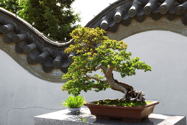 7 Tanaman Bonsai Paling Mahal yang Pernah Terjual, Usianya Ratusan ...