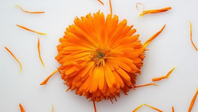 Populer di 2021, Bongkar Fakta Kegunaan Bunga Calendula bagi Kecantikan ...