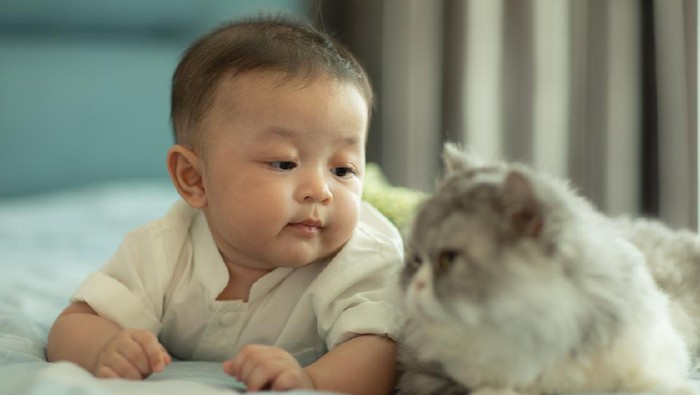 7 Pertolongan Pertama pada Bayi Digigit Kucing agar Tak Rabies 7 Pertolongan Pertama pada Bayi Digigit Kucing agar Tak Rabies