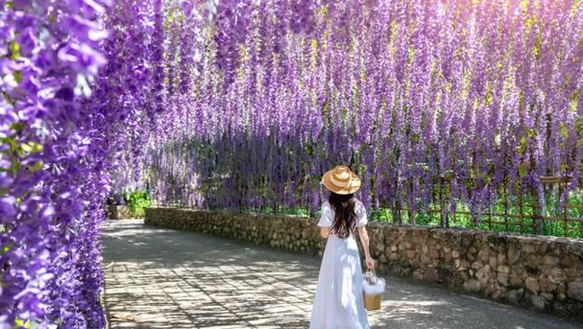 5 Tanaman Rambat Berbunga yang Bikin Hunian Aesthetic Abis!