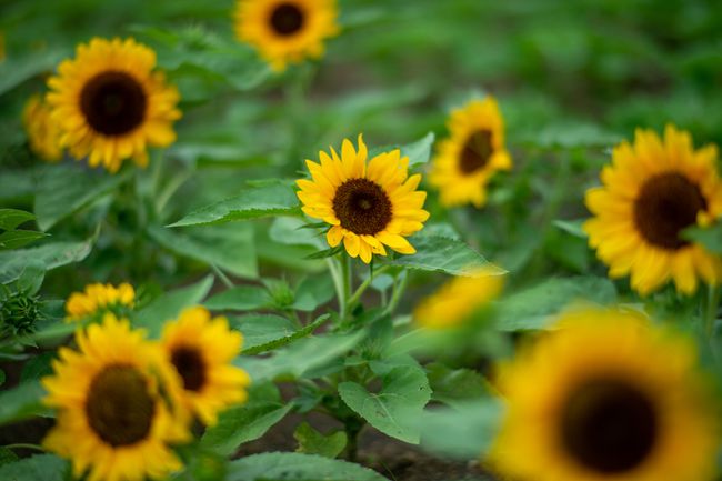 Cara Menanam Tanaman Hias Bunga Matahari di Rumah, Pilih Jenis Hingga ...