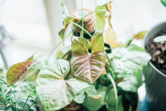 9 Hal yang Bikin Daun Tanaman Hias Menguning, Perhatikan Ini Ya Bun