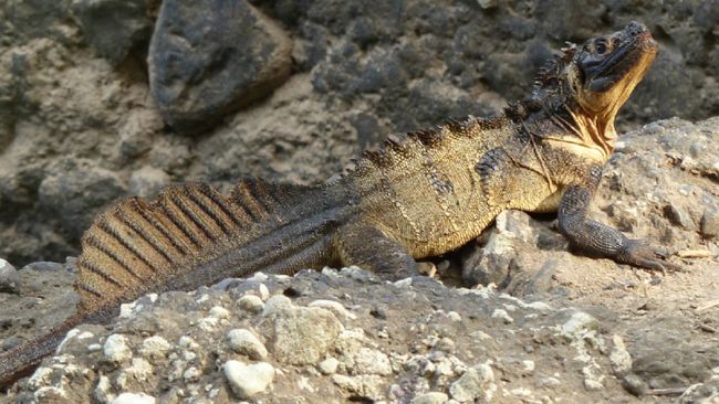 Mengenal Soa-soa, Reptil Perenang dari Maluku Utara – Malay News ... Mengenal Soa-soa, Reptil Perenang dari Maluku Utara – Malay News ...