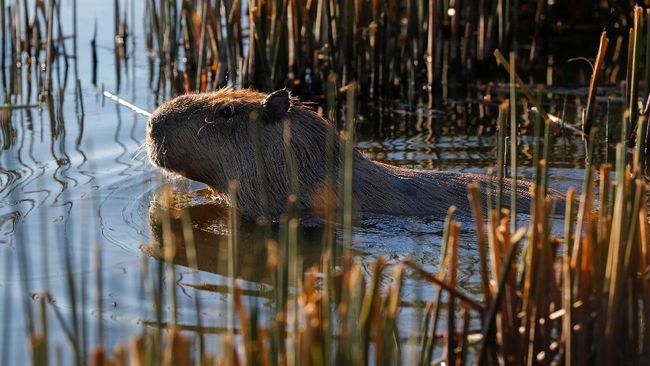 'Masbro' Capybara, Hewan Paling Friendly di Dunia