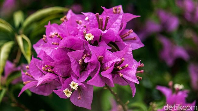 5 Tips Tanaman Bougenville Agar Cepat Berbunga Percantik Rumah