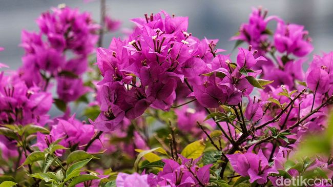 7 Jenis Bunga Bougenville yang Cocok Jadi Hiasan di Pekarangan Rumah