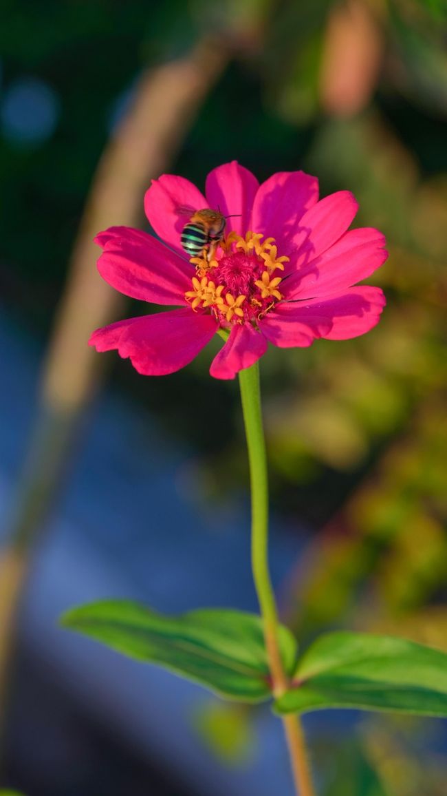 7 Tips Memotret Tanaman Hias agar Hasilnya Lebih Estetik, Bunda Perlu Coba