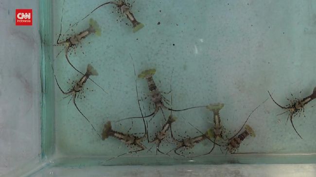 1 Juta Benur Diselundupkan per Hari, RI Rugi Rp54 T per Tahun