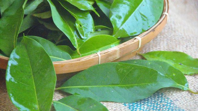 10 Daun Penyedap Alami Masakan, Bikin Harum dan Penambah Cita Rasa