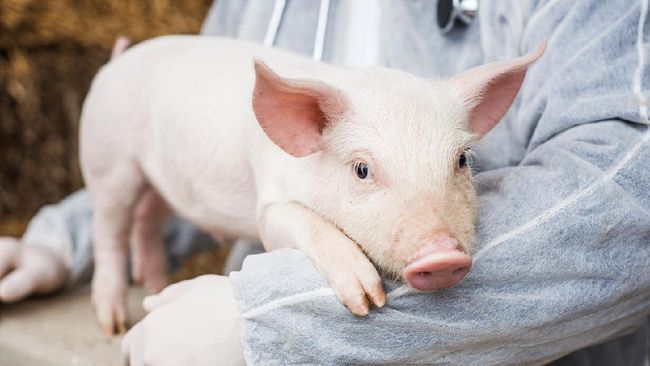 Flu Babi Afrika Masuk ke RI, Waspada Virus Bisa Bertahan di Daging Olahan