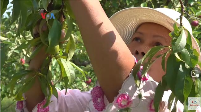 Kisah Perempuan Indonesia di AS yang Berawal Hobi Berkebun, Kini Hasil ...