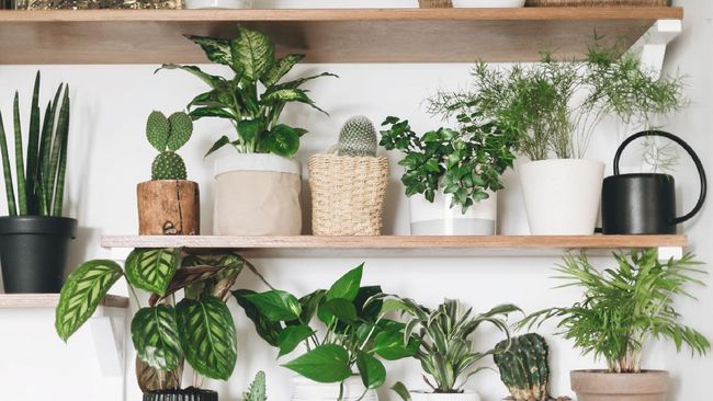 5 Tanaman yang Paling Mudah Dirawat, Cocok untuk Mulai Koleksi
