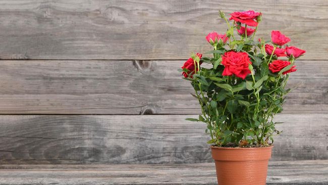 7 Mawar Paling Langka, Punya Kelopak Bunga yang Unik