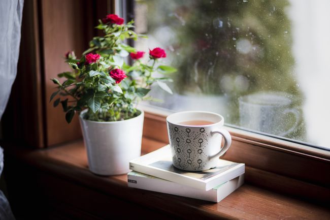 7 Cara Menanam Tanaman Hias Bunga Mawar di Pot