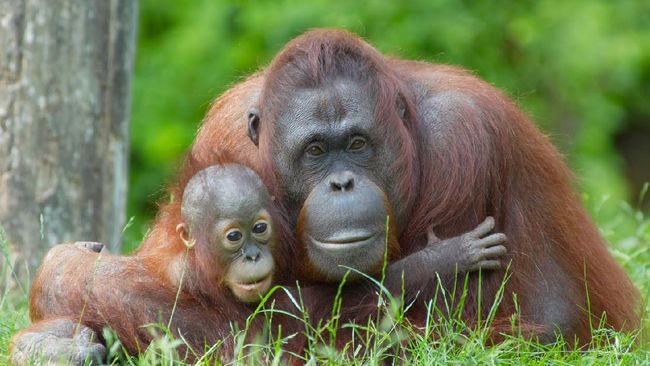 3 Tipe Persebaran Fauna di Indonesia Berdasarkan Wilayah