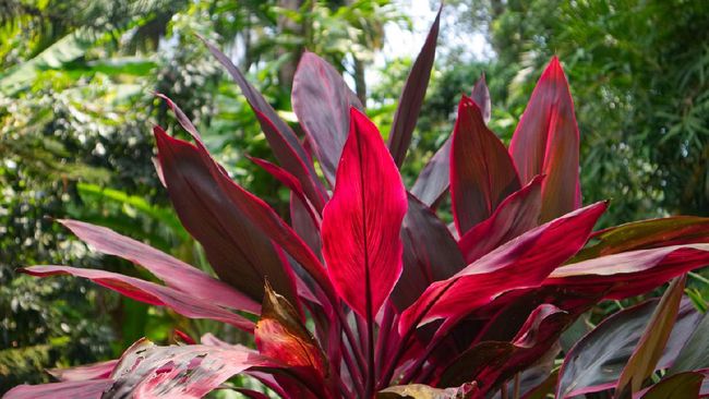 6 Jenis Tanaman Hias Daun Merah, Cantik Bikin Rumah Lebih Cerah