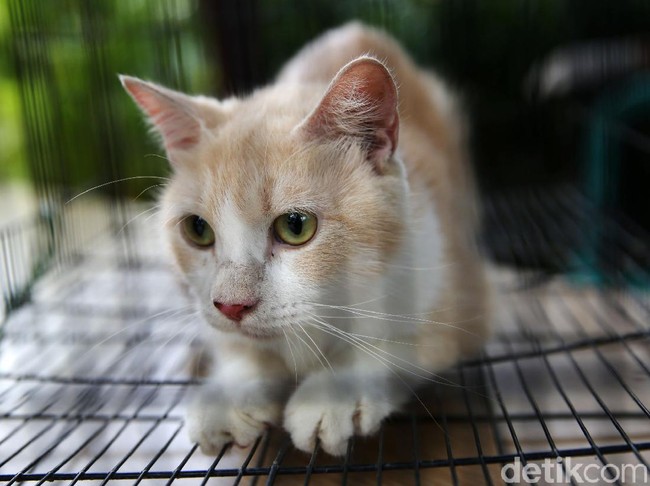 Kucing Paling Malas Di Dunia