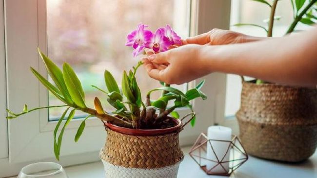 5 Jenis Tanaman Hias Terbaik yang Bisa Bunda Tanam dengan Teknik Hidroponik