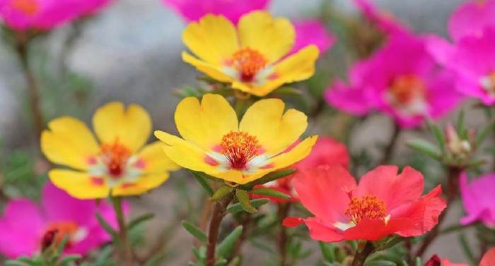 Cara Mengawinkan & Merawat Tanaman Bunga Krokot agar Mekar Maksimal