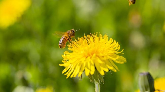 Happy Bee-day: 6 Fakta Unik Soal Lebah yang Tak Banyak Diketahui
