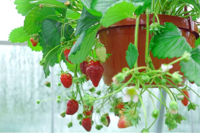 7 Cara Menanam Tanaman Strawberry di Pot, Bisa Panen Banyak Juga Nih