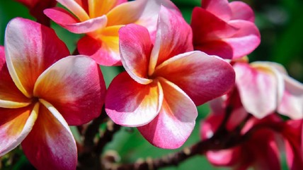 Cara Menanam Tanaman Hias Bunga Kamboja, Gunakan Teknik Stek Batang Bun